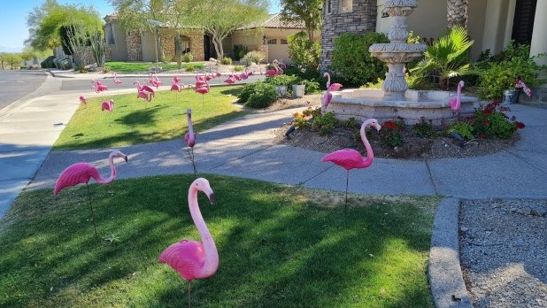 Rent flamingos for birthday, new baby or gotcha!
