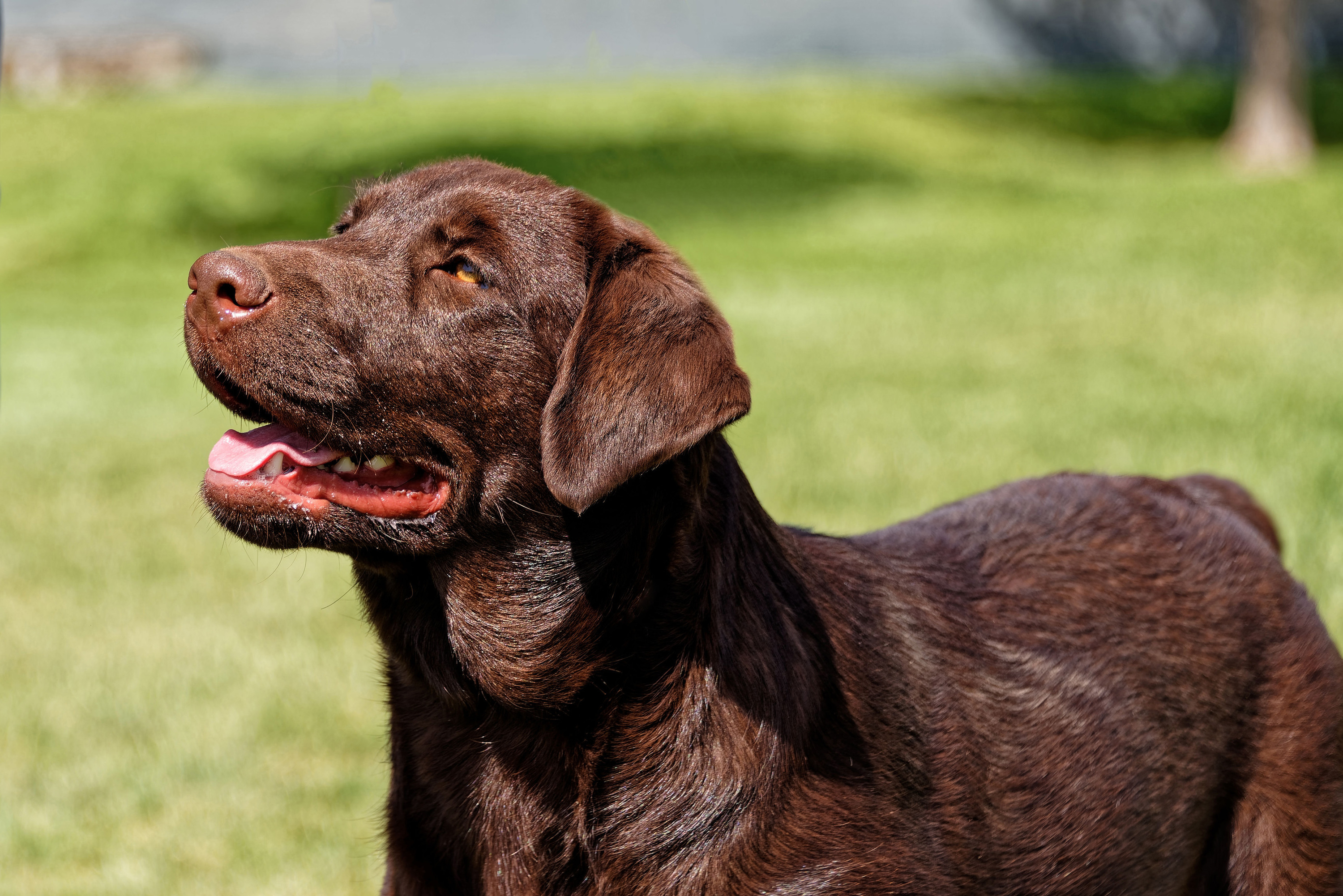 Sandia Labradors - bounce house rentals and slides for parties in Rio ...