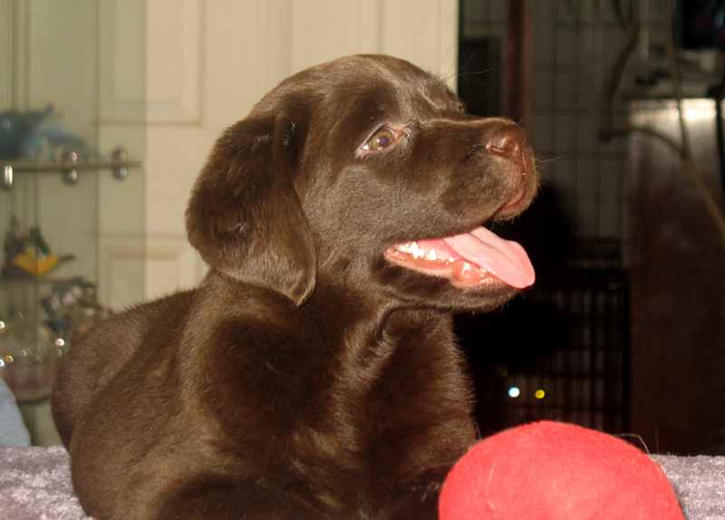 Puppies | Sandia Labradors | Santa Fe, New Mexico