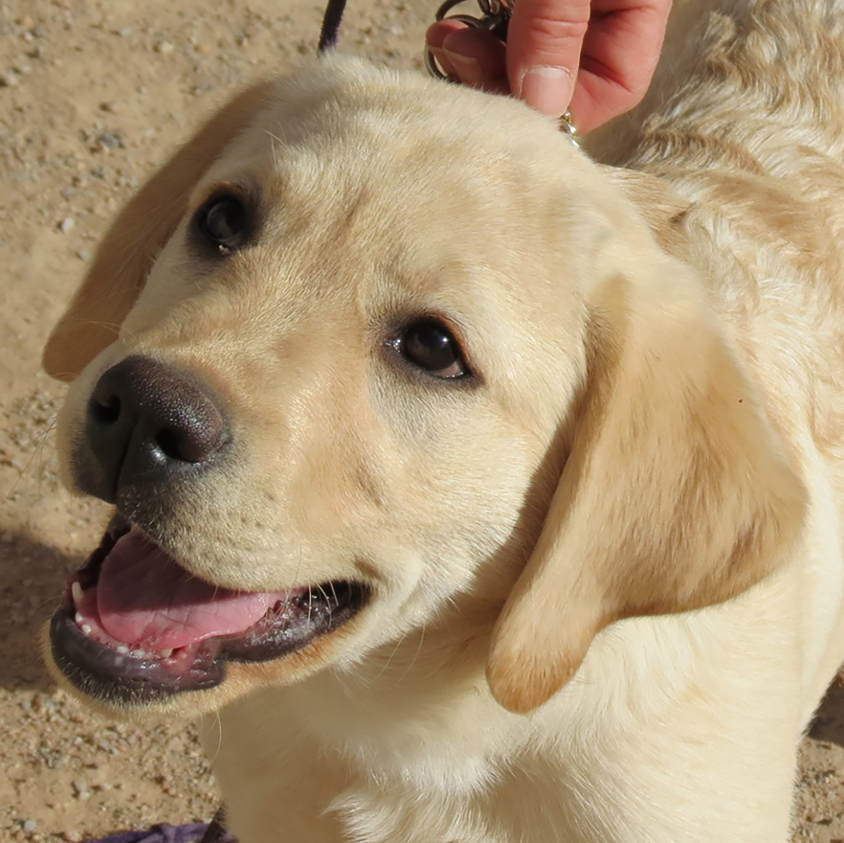 Sandia Labrador Puppies| Sandia Labradors | Labrador Puppies and adult labs Sandia Labrador Puppies| Sandia Labradors | Labrador Puppies and adult labs