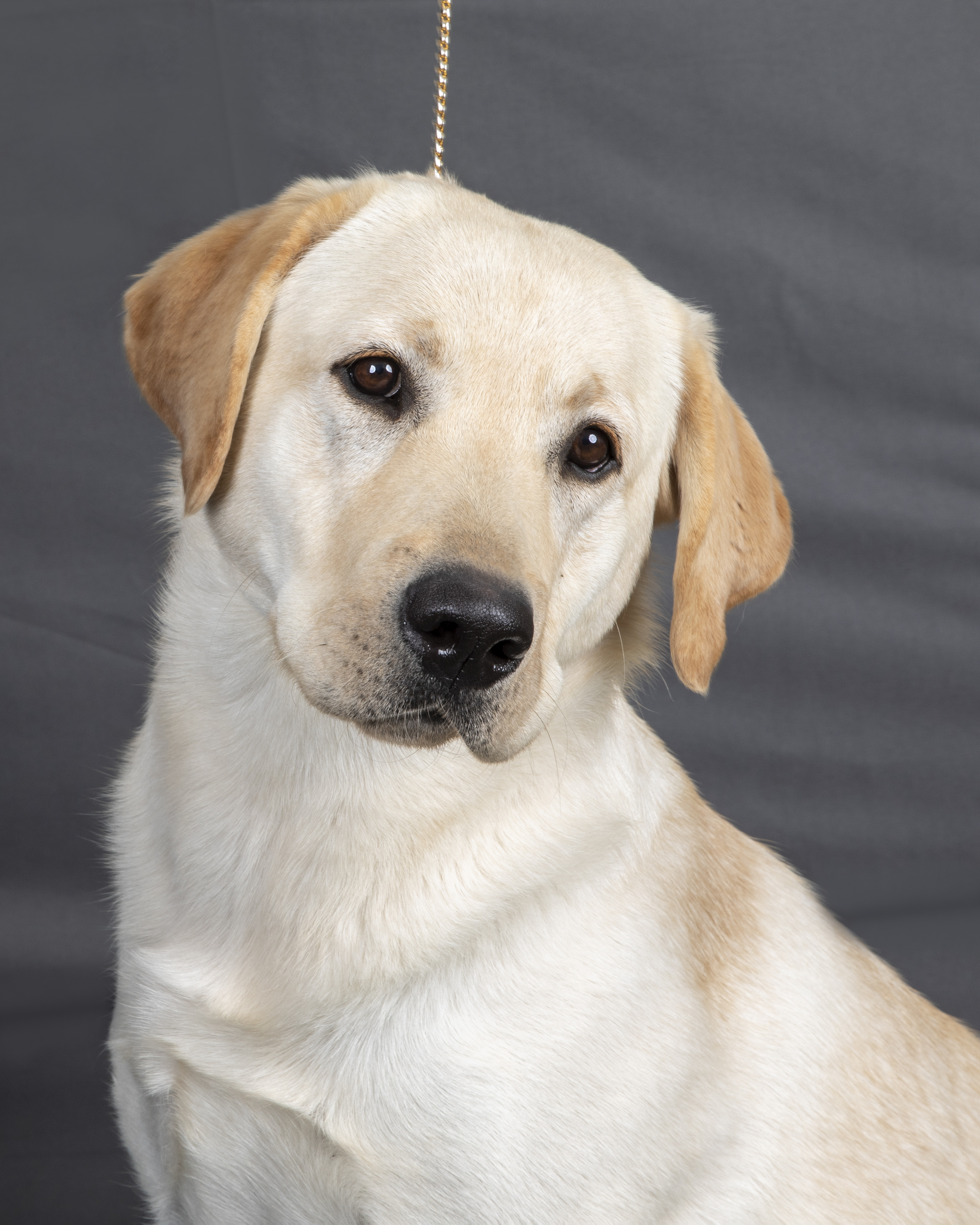 Available Dogs | Sandia Labradors | Rio Rancho, New Mexico